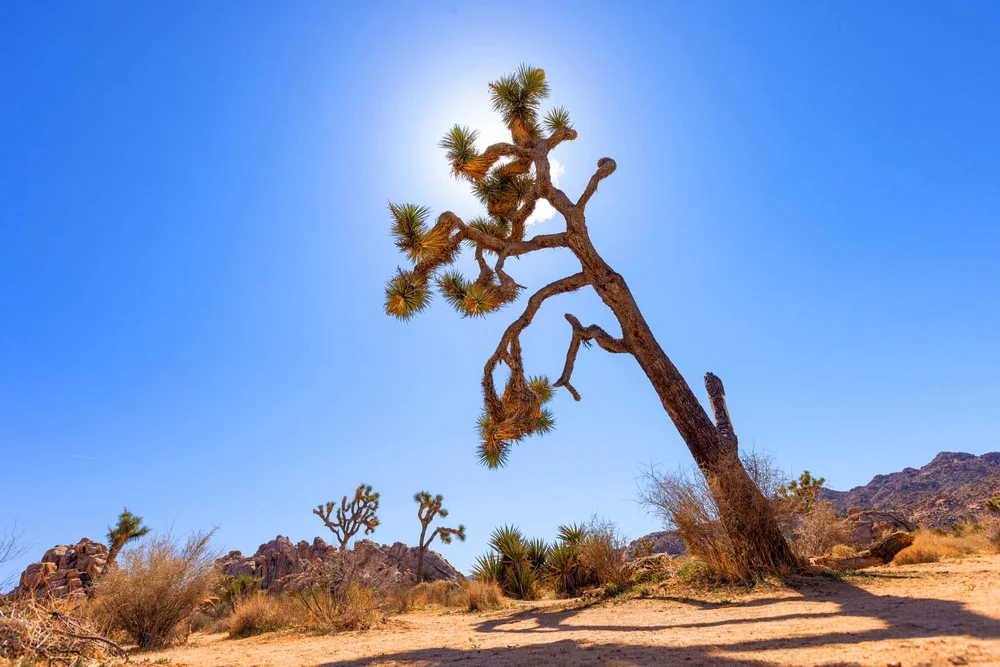 Visiting Joshua Tree: 5 tips for better photos on your trip — The Empty ...