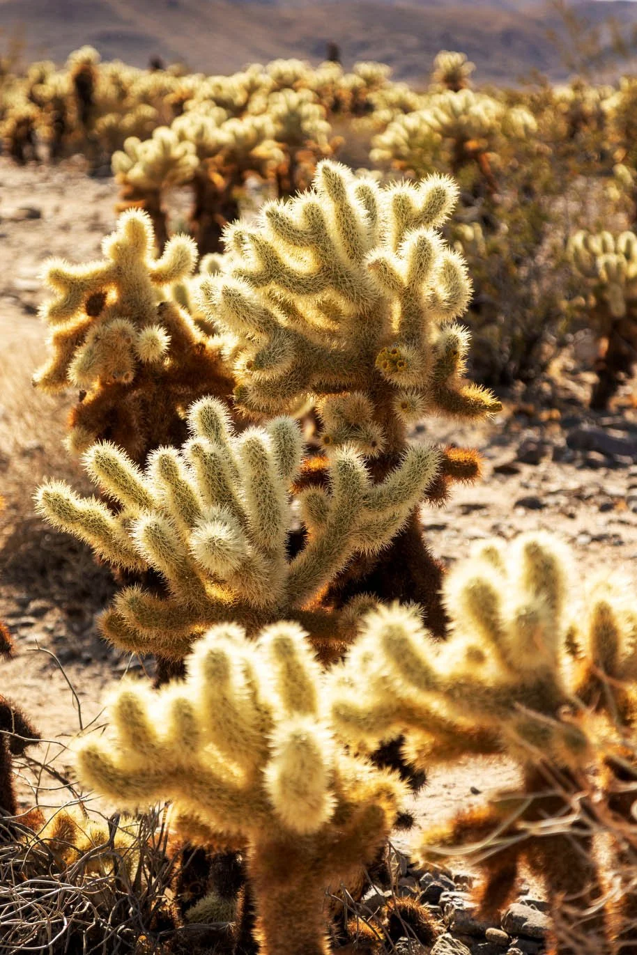 Visiting Joshua Tree: 5 tips for better photos on your trip — The Empty ...
