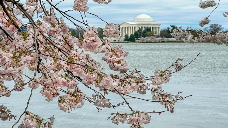Washington D.C. Cherry Blossoms 2026: Peak Bloom Dates, Tidal Basin ...