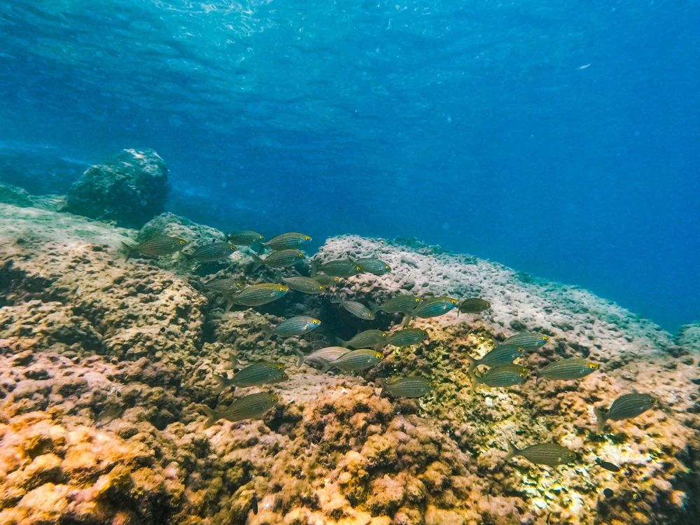 SCUBA IN MALLORCA / BEST THINGS TO DO IN MALLORCA