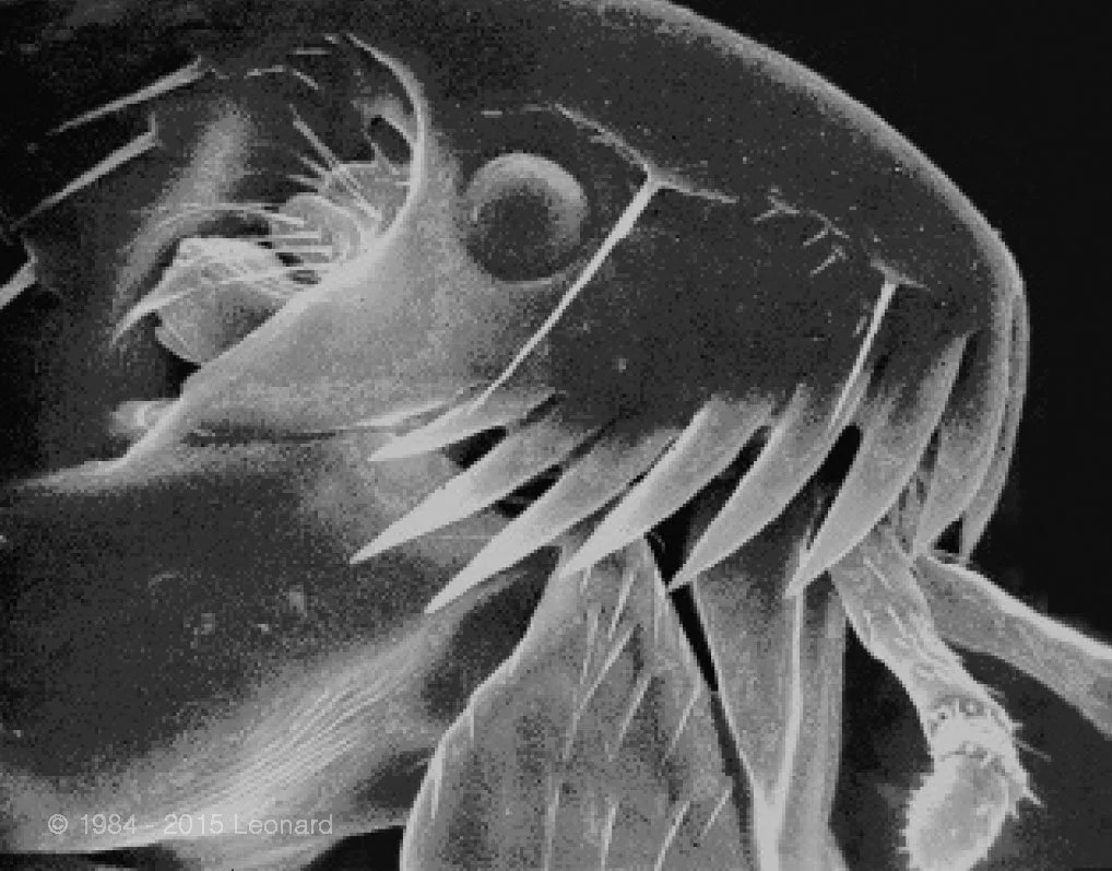 Flea Under Electron Microscope