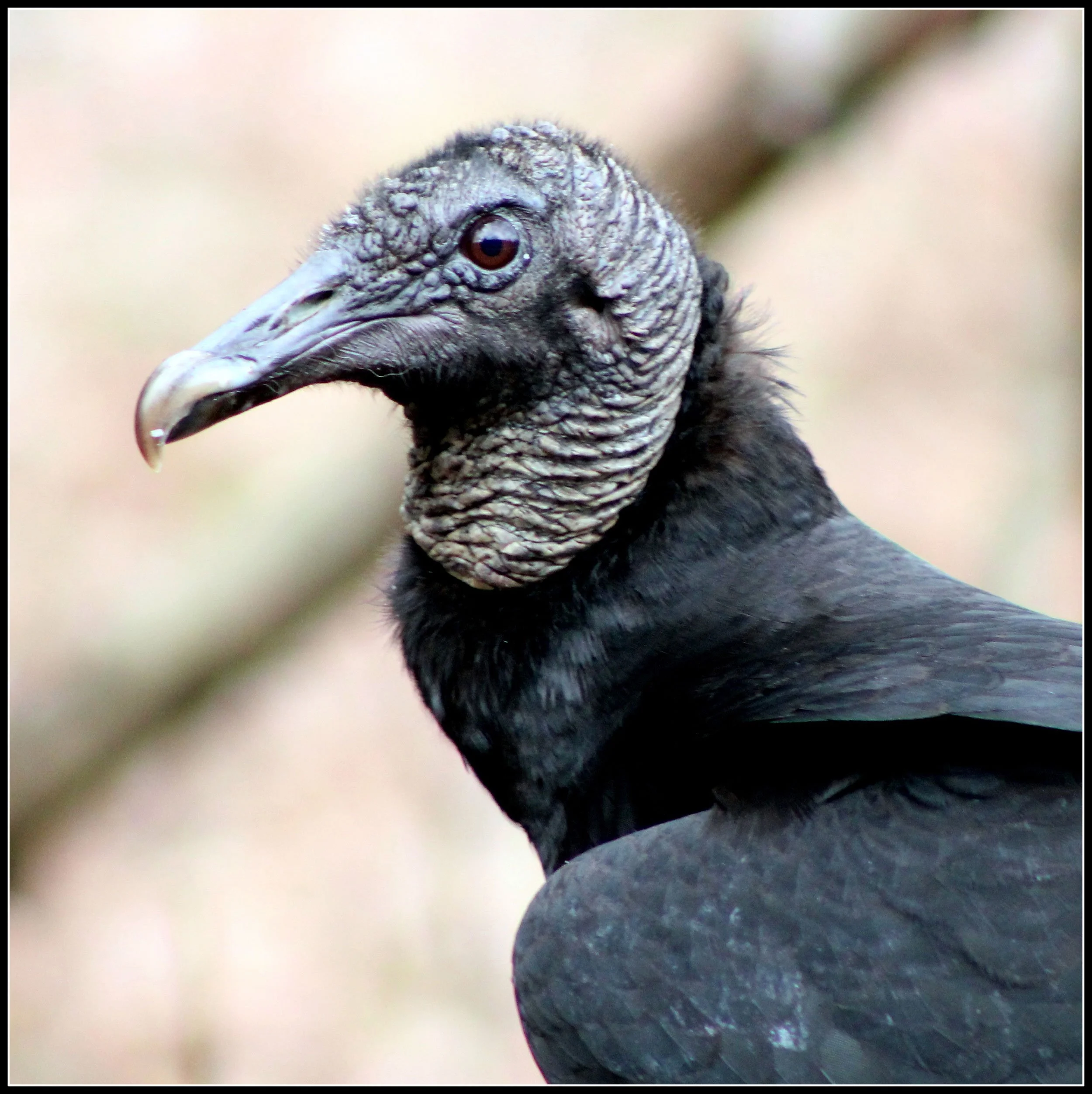 Westmoreland Bird & Nature Club