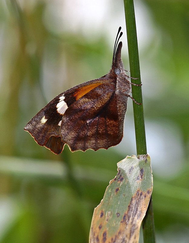 Common Kansas Native Butterflies — The Hatchery Butterfly Farm