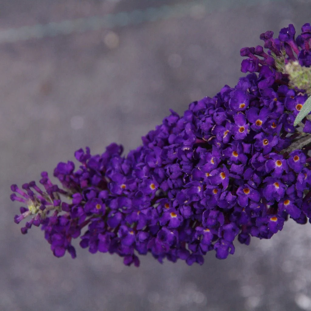 The Hatchery Butterfly Farm