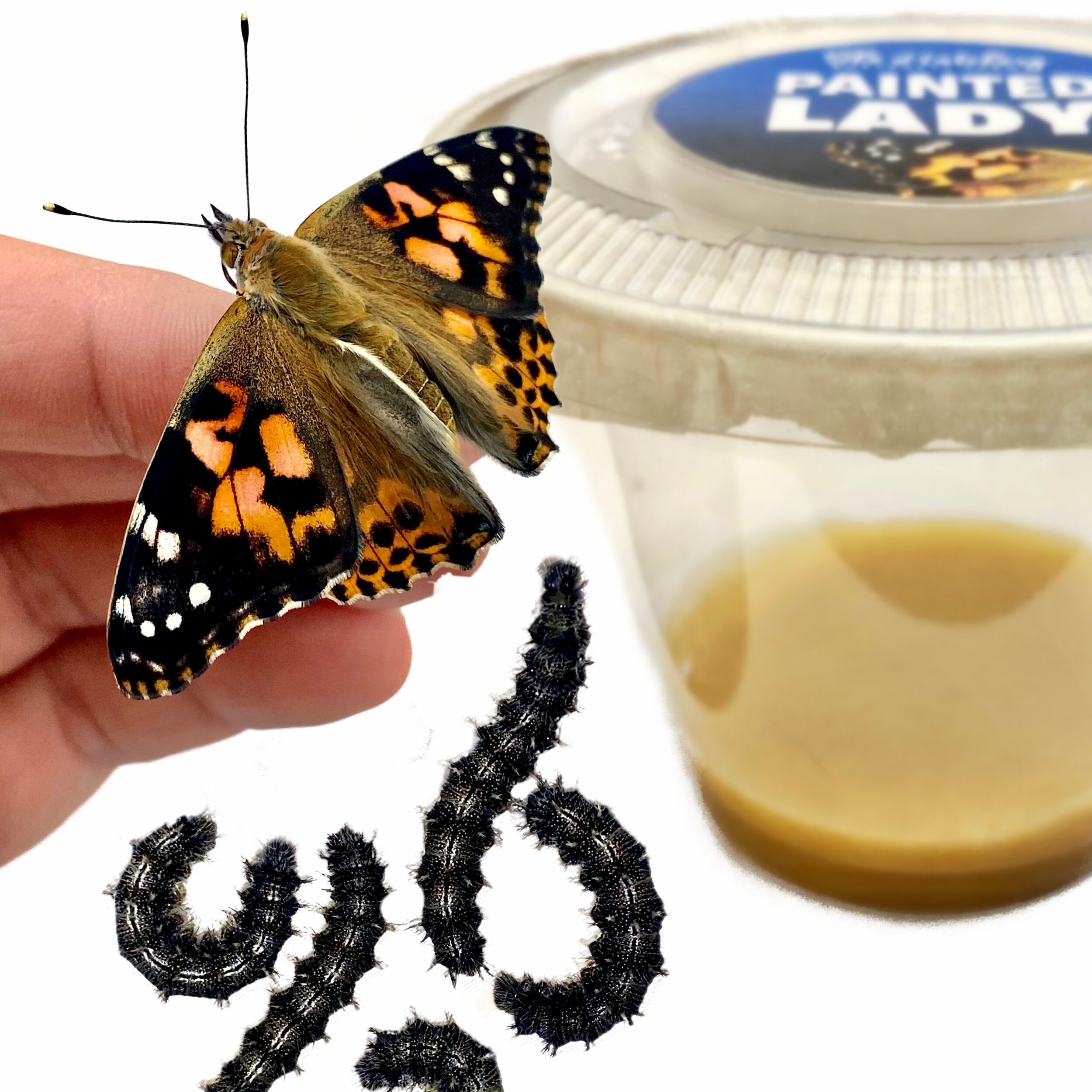 Life Cycle Kits — The Hatchery Butterfly Farm