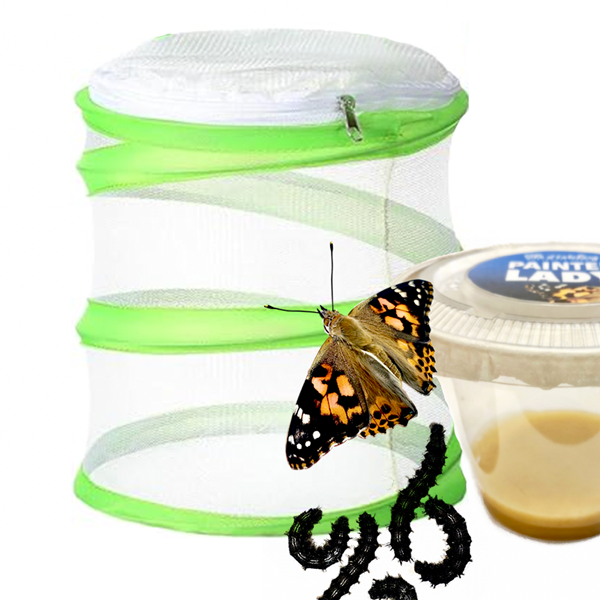 Life Cycle Kits — The Hatchery Butterfly Farm