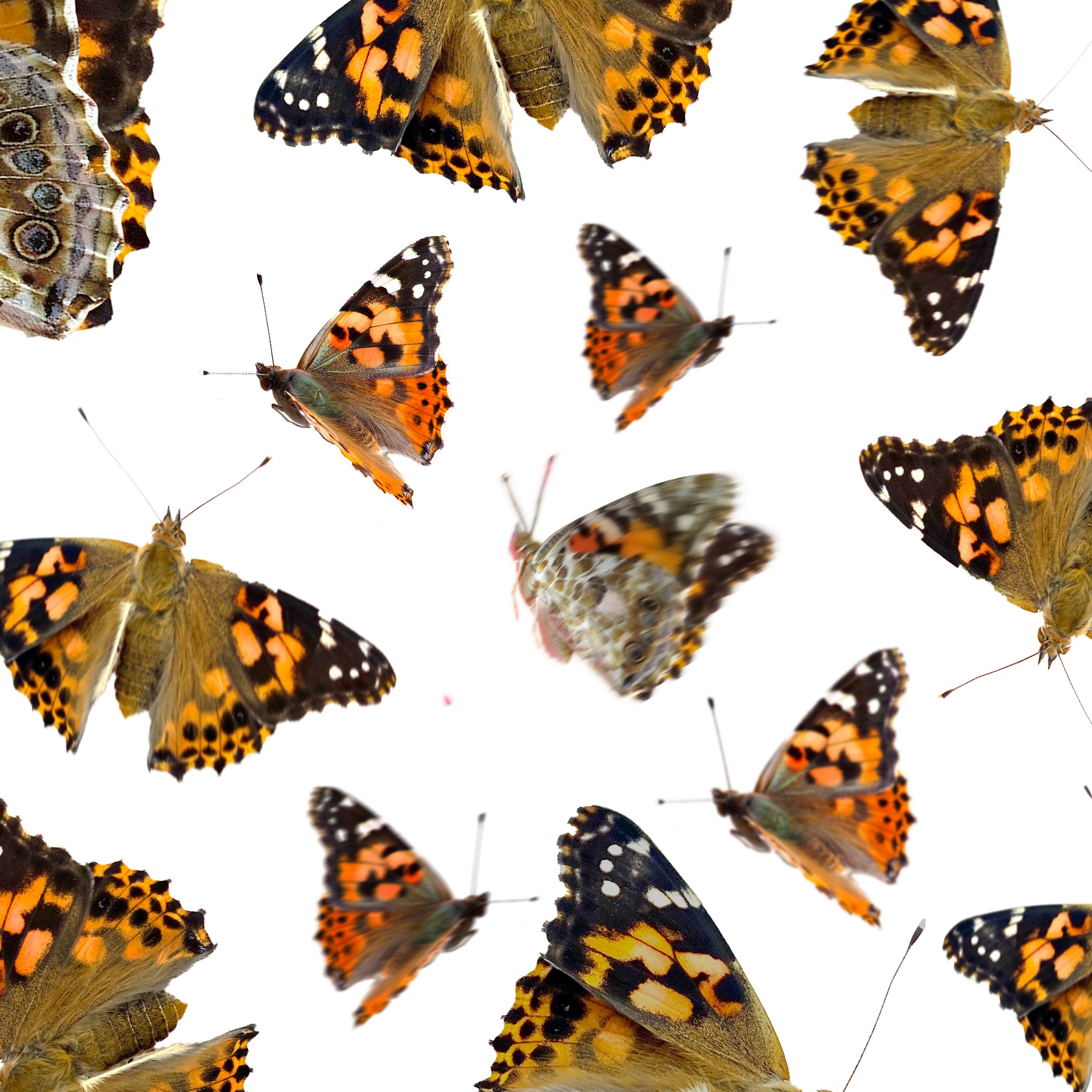 Butterfly Releases — The Hatchery Butterfly Farm