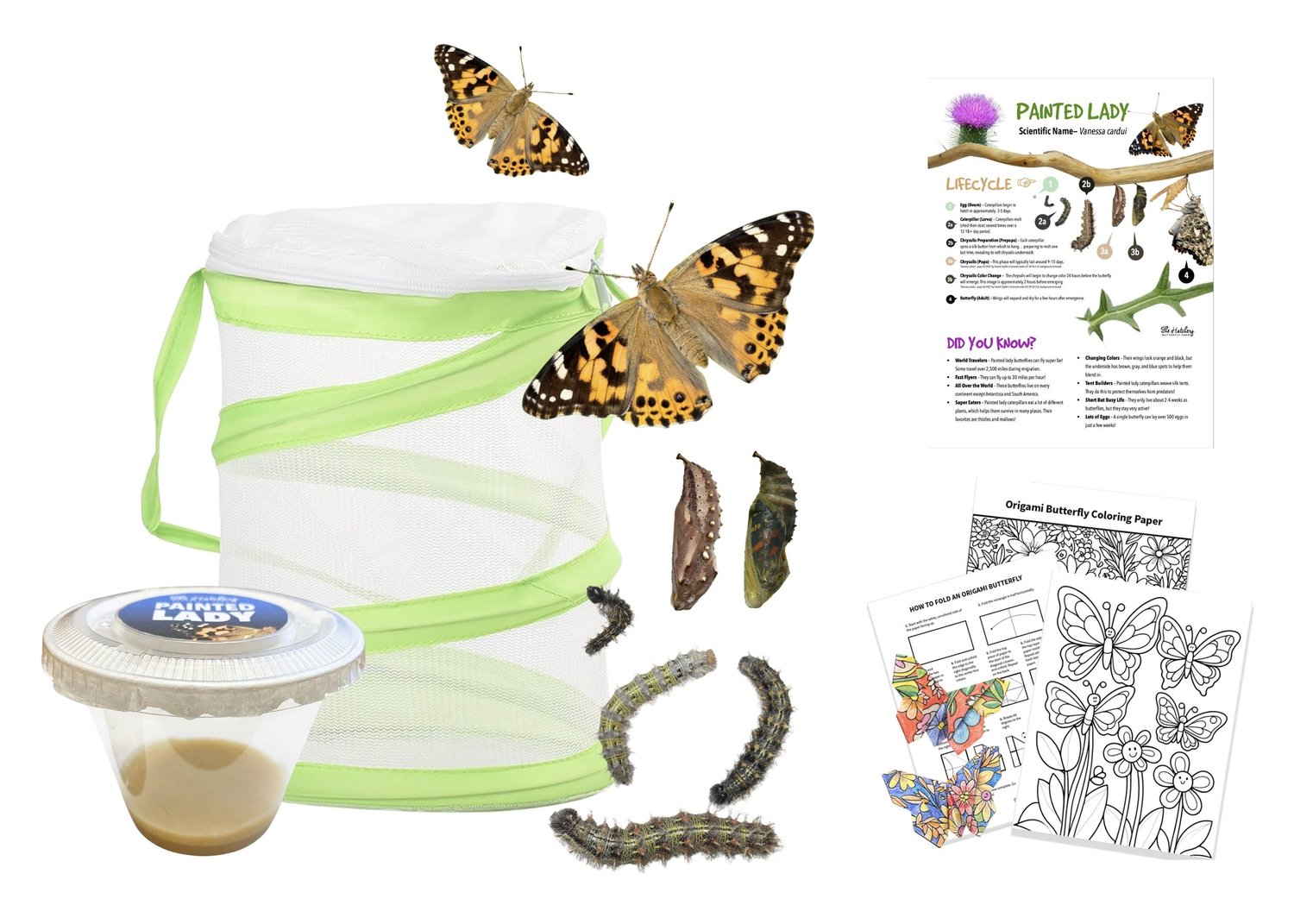 Life Cycle Of A Painted Lady Butterfly