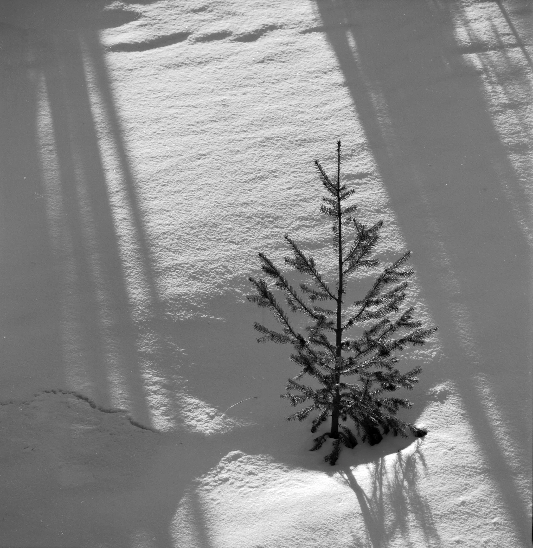 For the Love of Winter - A Holiday Greeting! — Buelteman Studio