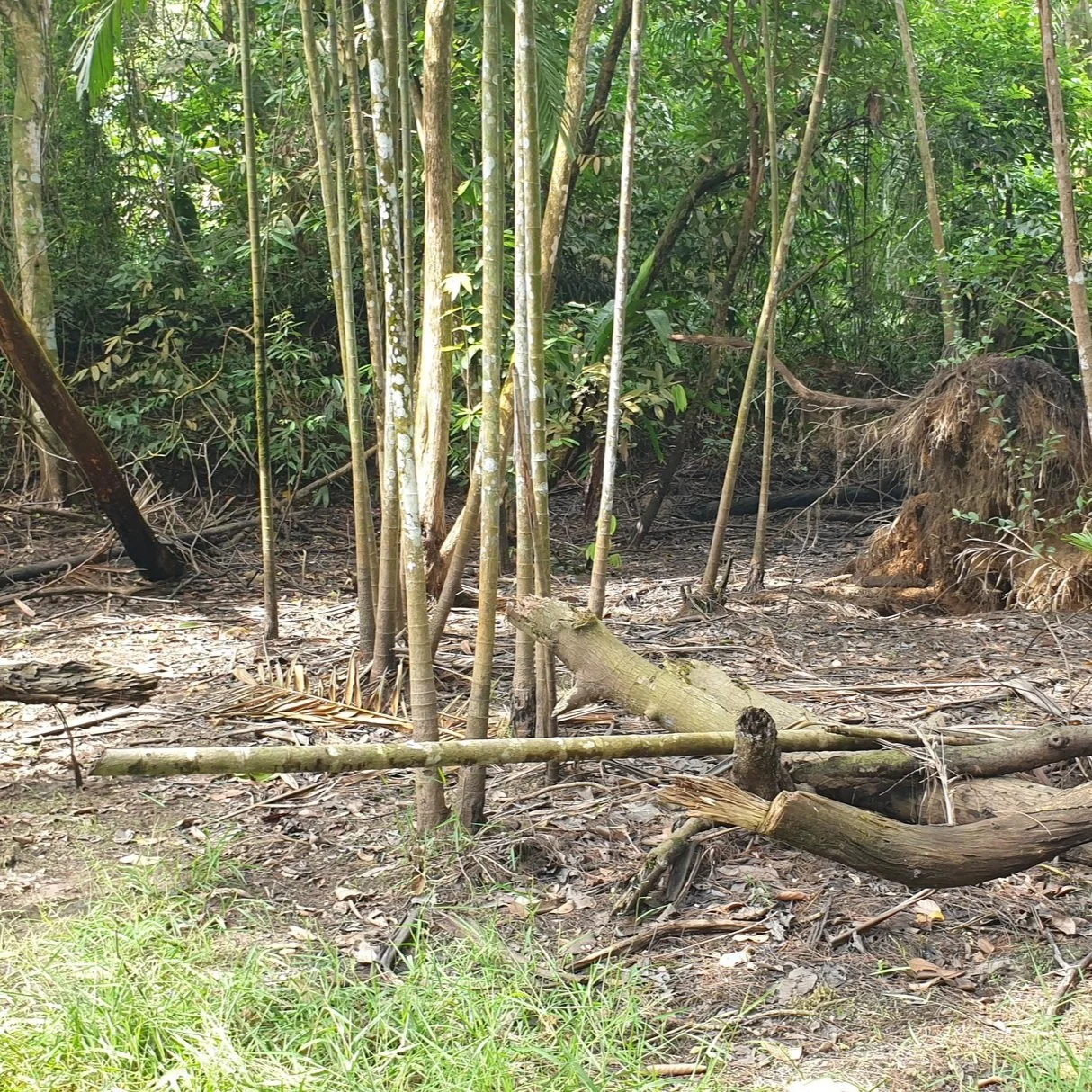 Programmes — NatureDen Singapore