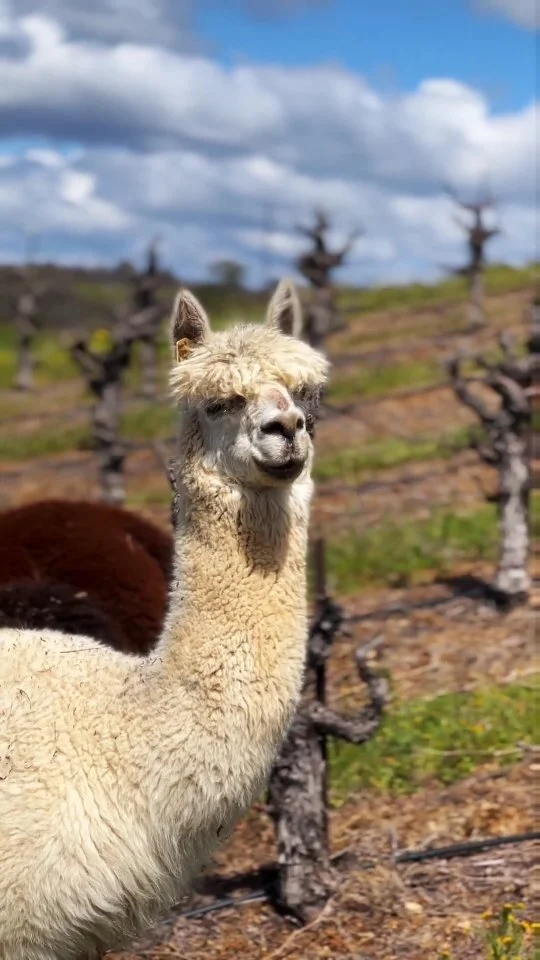 Naughty Squirrel Farms