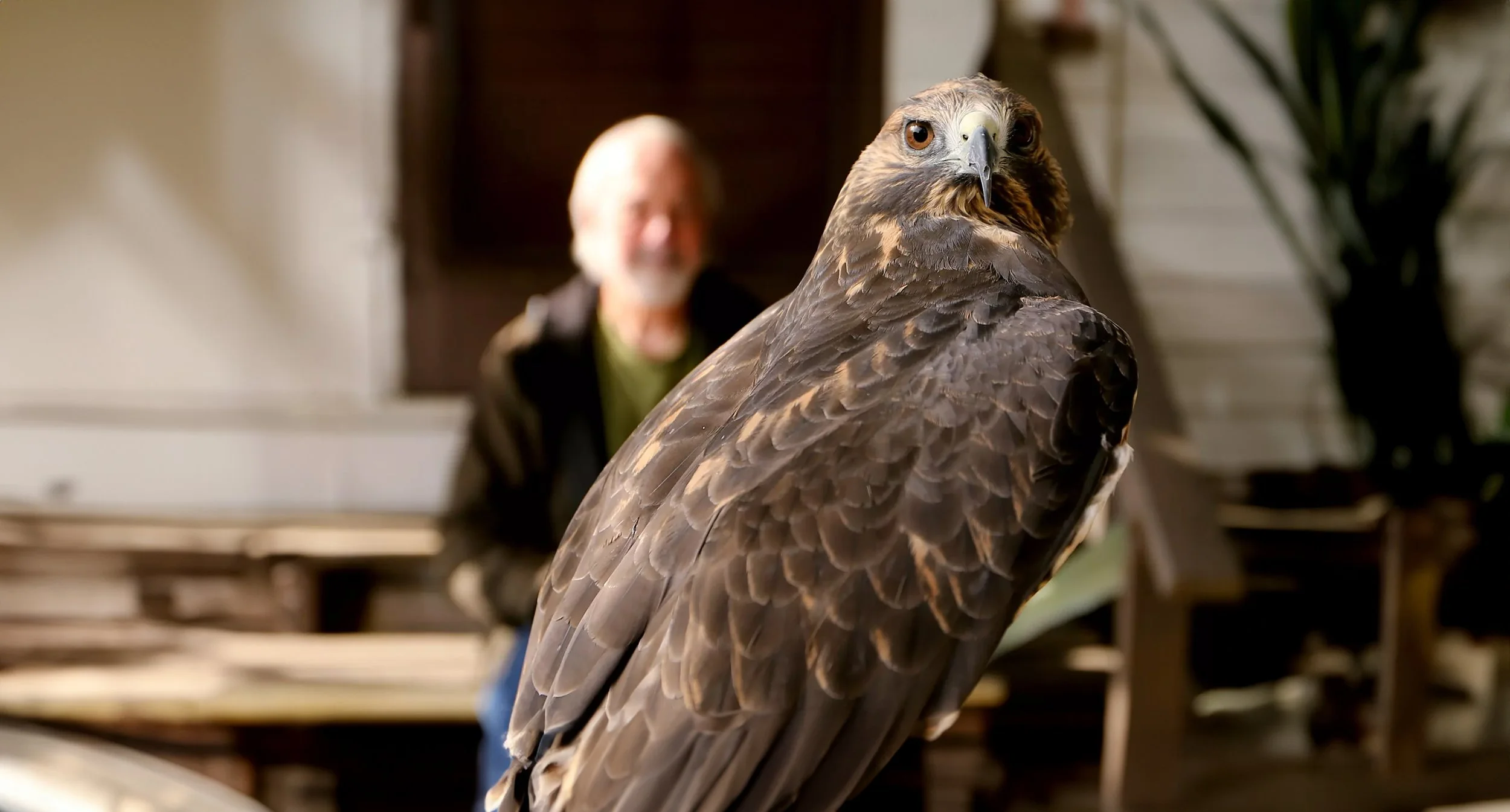 San Dimas Raptor Rescue — Los Angeles County Parks Foundation