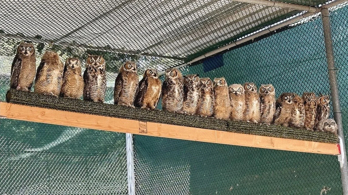 San Dimas Raptor Rescue — Los Angeles County Parks Foundation