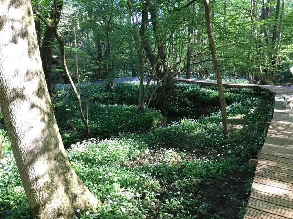 Rowfant Trail