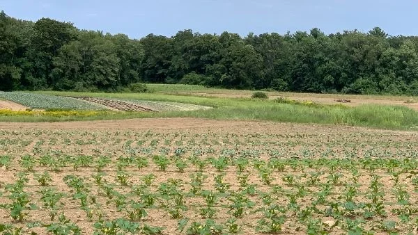 Under the Sun Farm