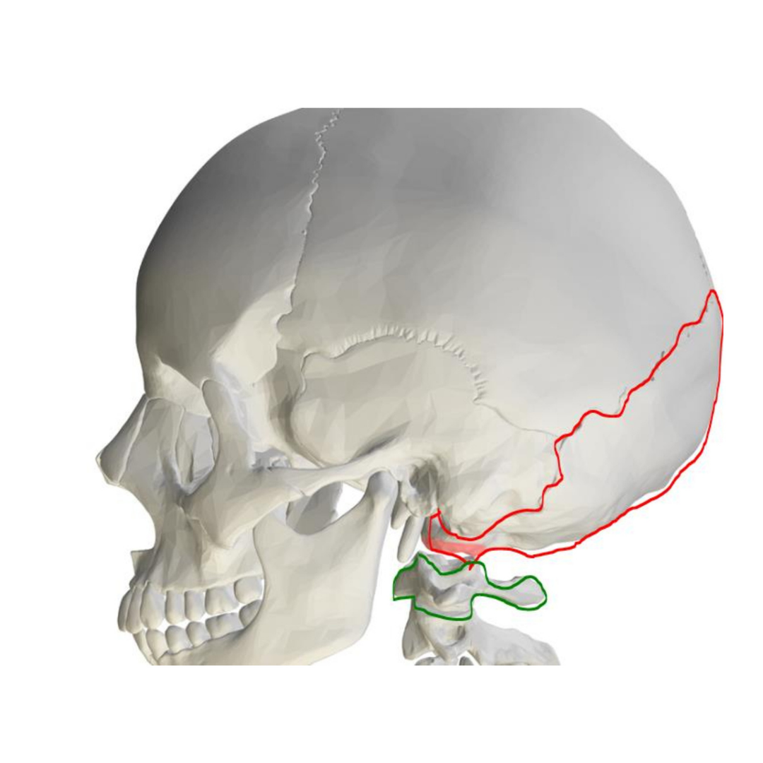 The Adjustment That Shook Me — Dr. Super's House of Health, putting ...