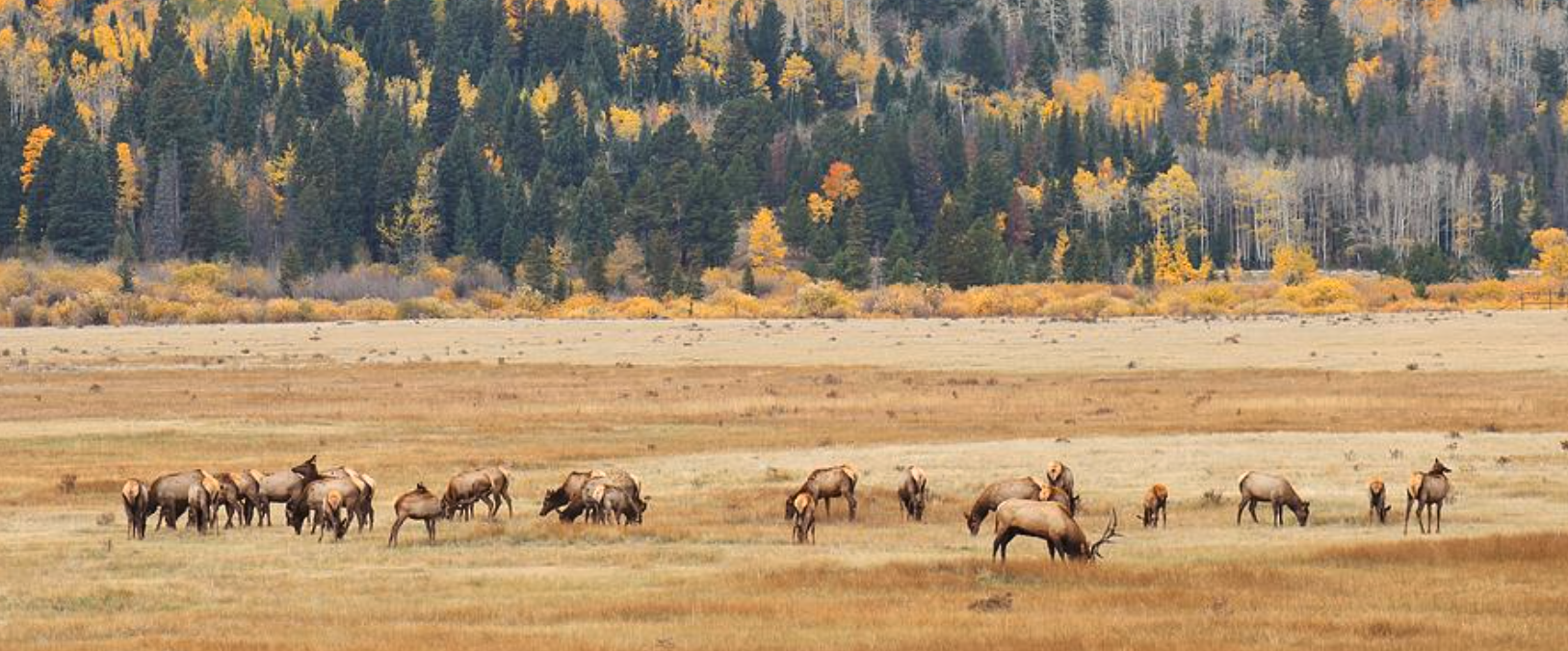 Colorado Wildlife Conservation Project