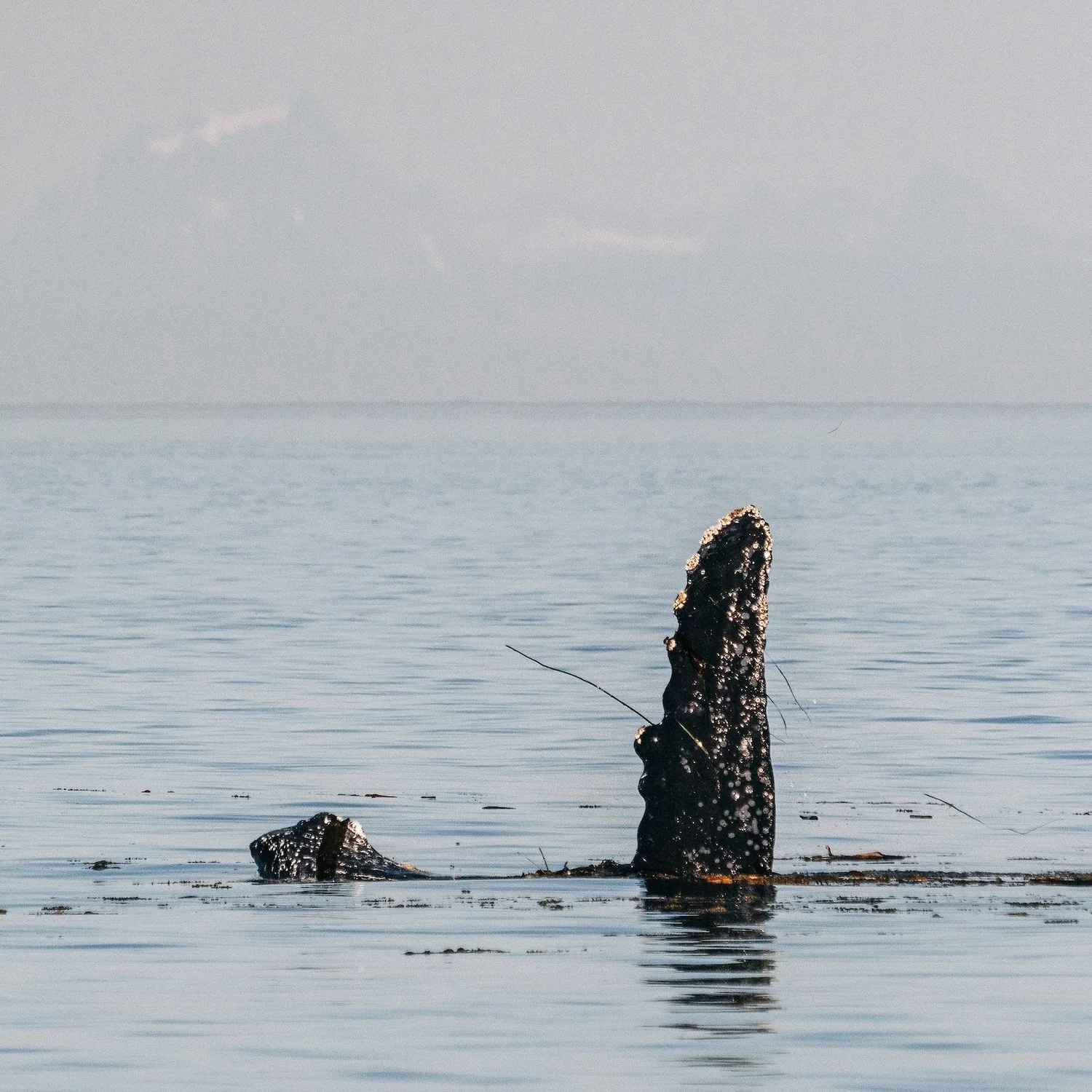 Identifying the Types of Whales in Puget Sound — Our Wild Puget Sound