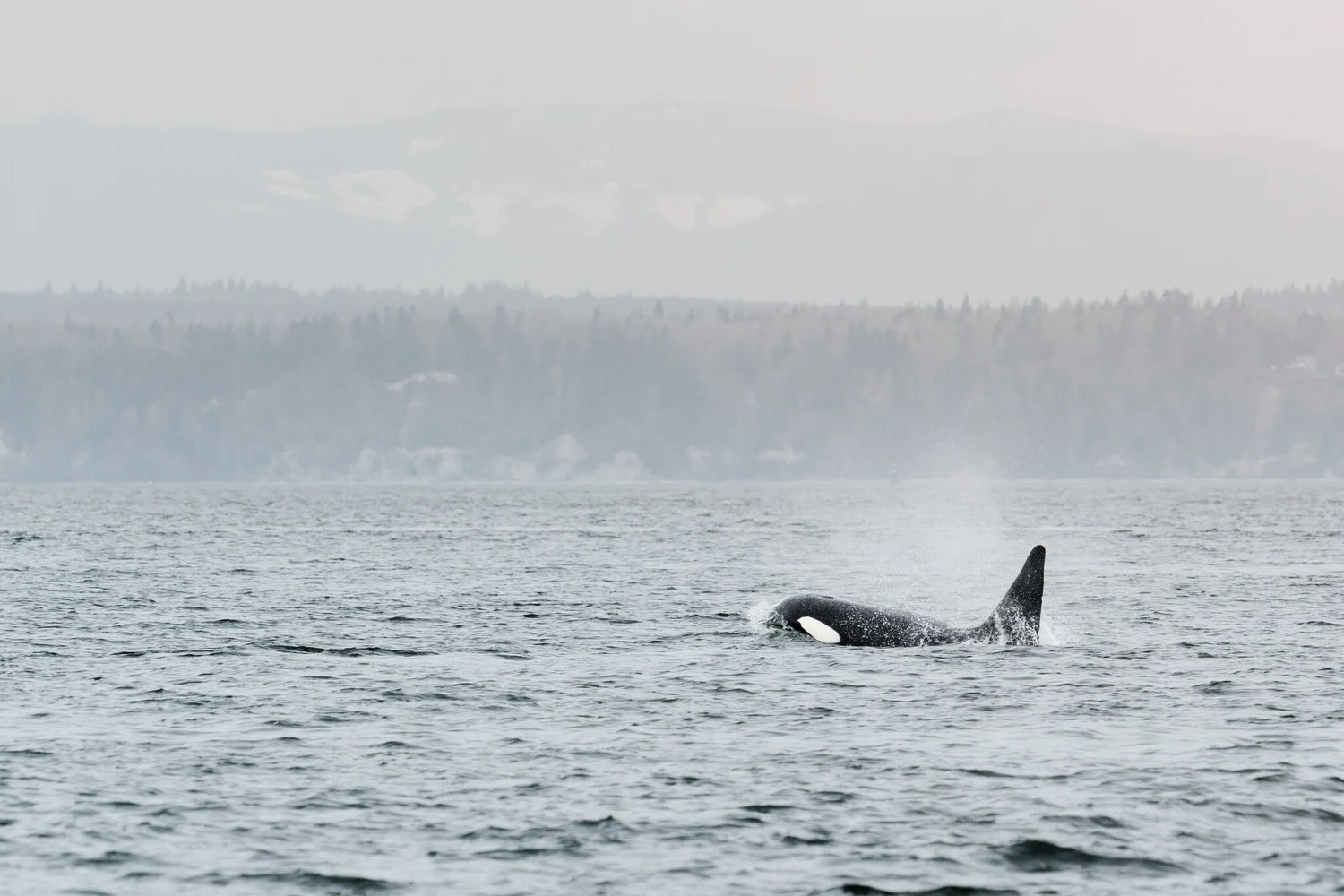 Meet the Transient Orcas — Bigg’s Killer Whales — of Puget Sound — Our ...