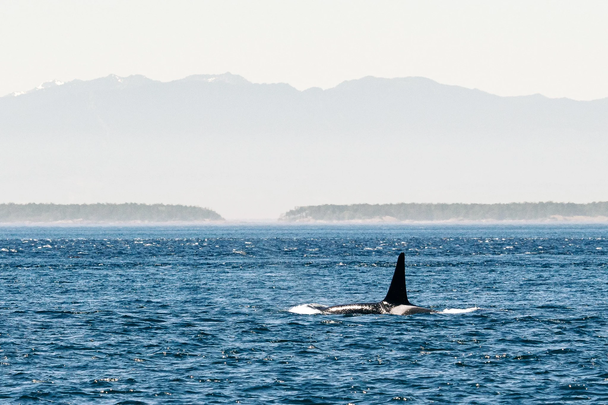 Get to Know the Southern Resident Killer Whales — Our Wild Puget Sound