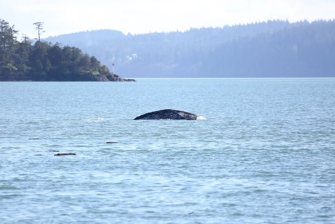 Puget Sound Gray Whales — Our Wild Puget Sound
