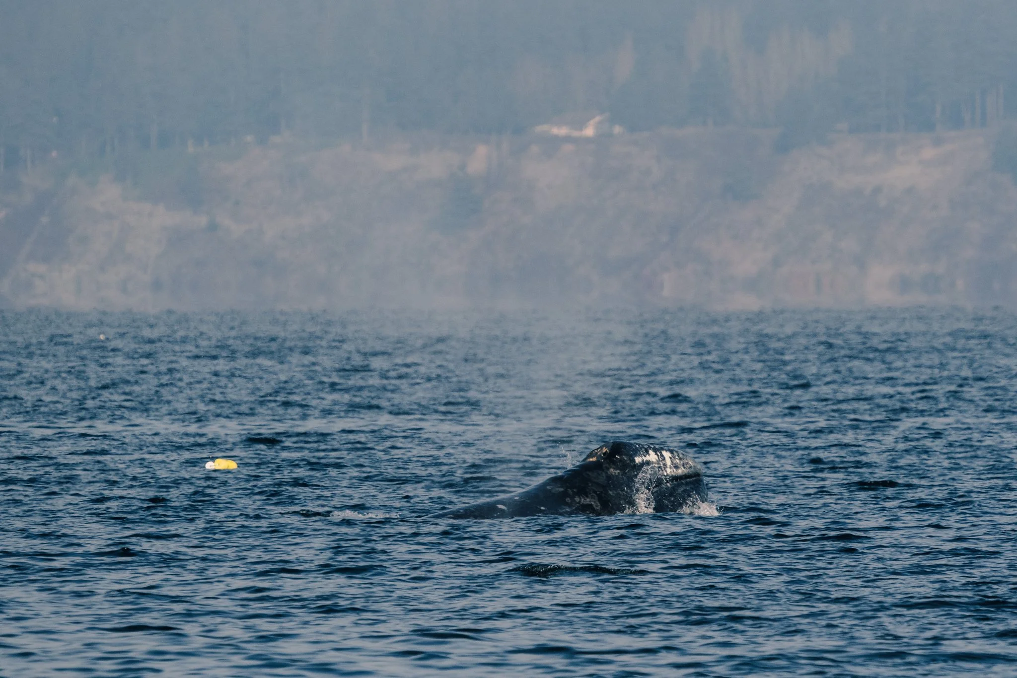 Puget Sound Gray Whales — Our Wild Puget Sound