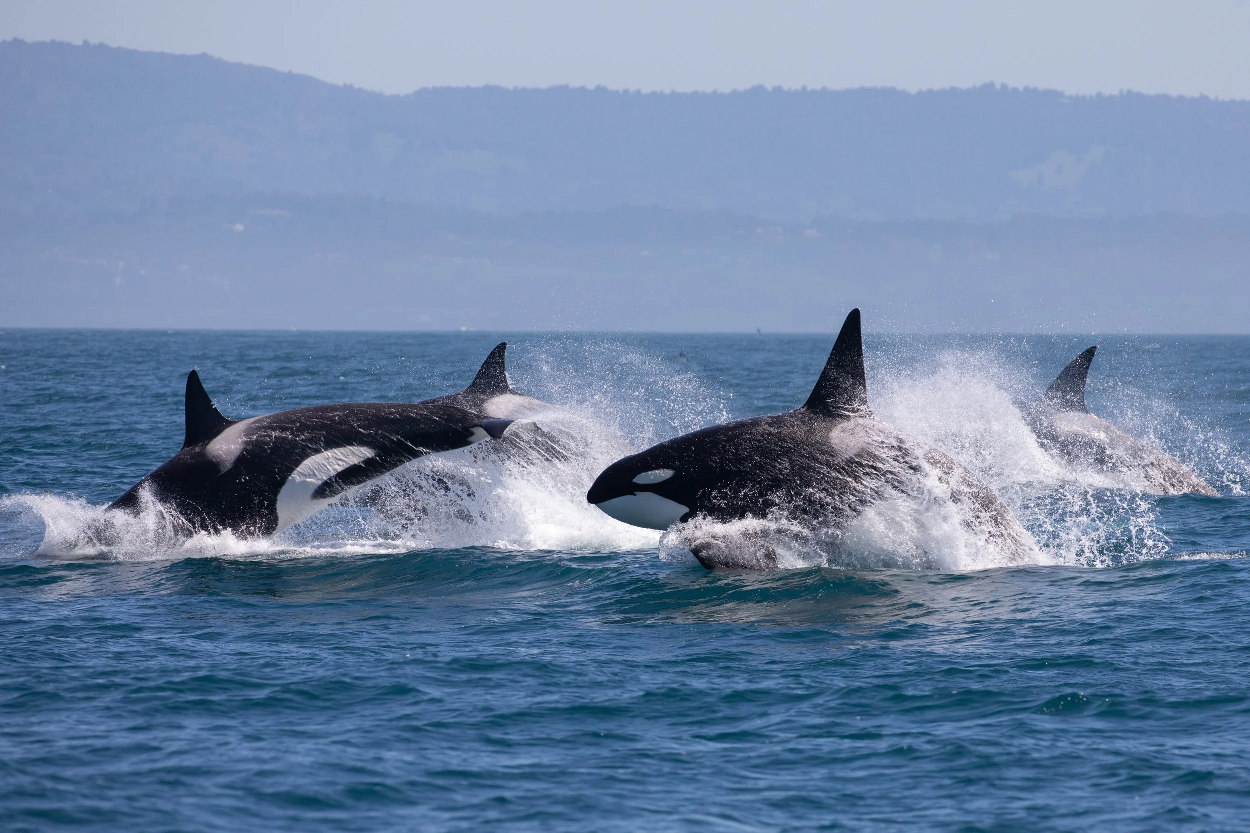 A Family of Bigg’s Killer Whales — a Transient Pod Known as the T68Cs ...