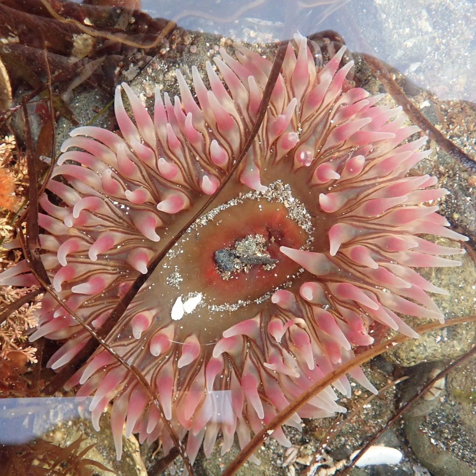 Puget Sound Tide Pooling Guide — Our Wild Puget Sound