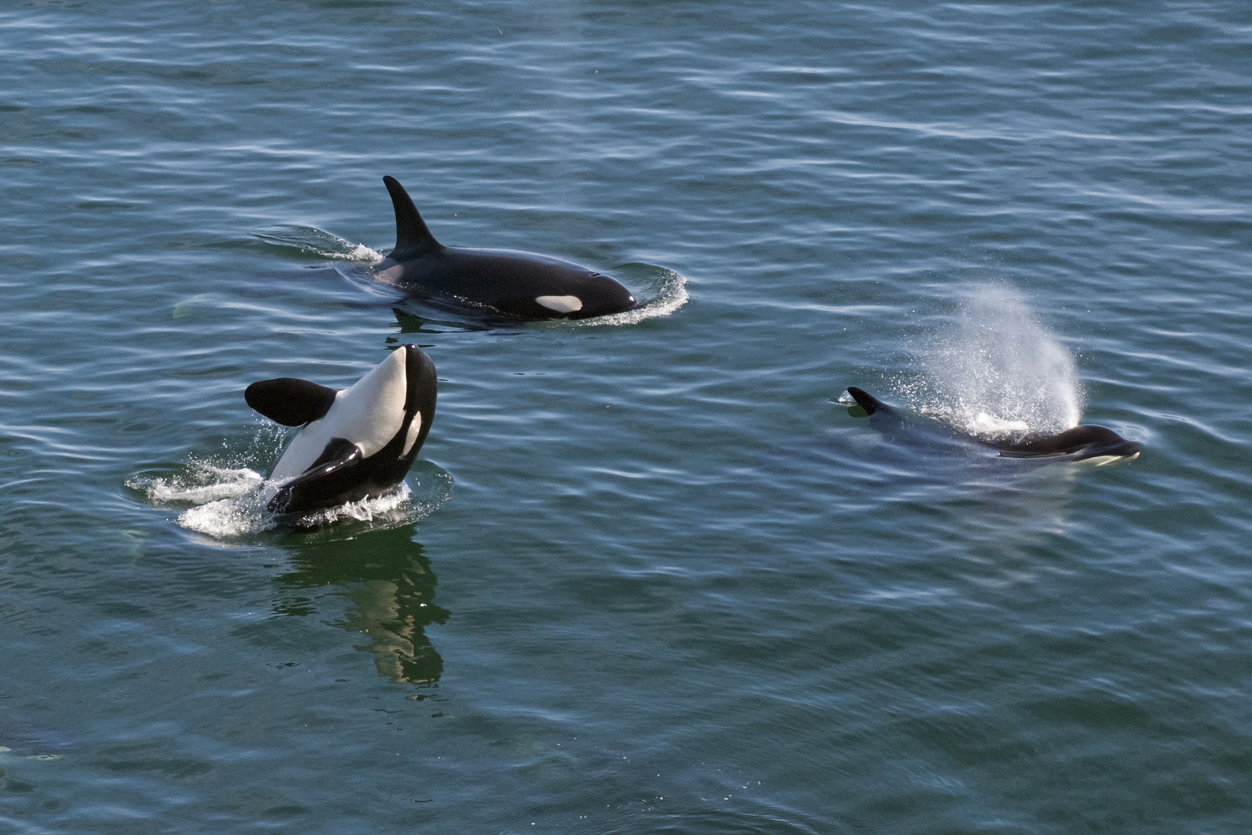 Get to Know the Southern Resident Killer Whales — Our Wild Puget Sound