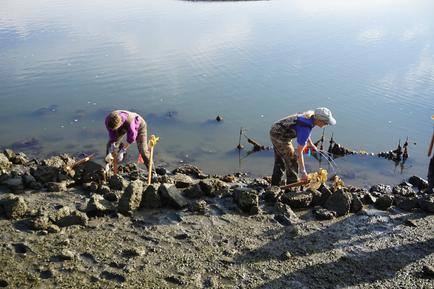 Can the Traditional Practices of Indigenous Shellfisheries Guide the ...