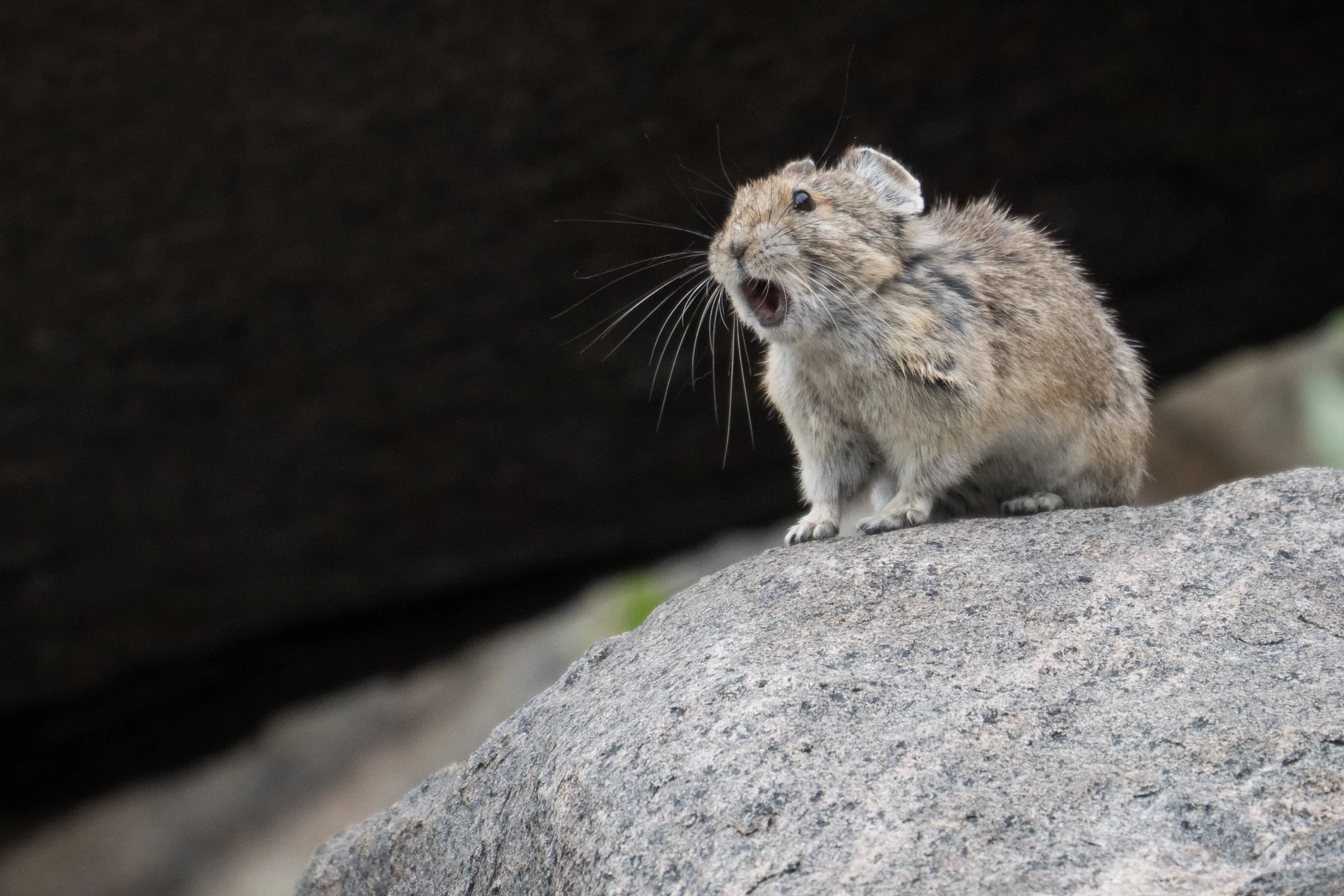 Hiking Into the Home of the Pika — Our Wild Puget Sound