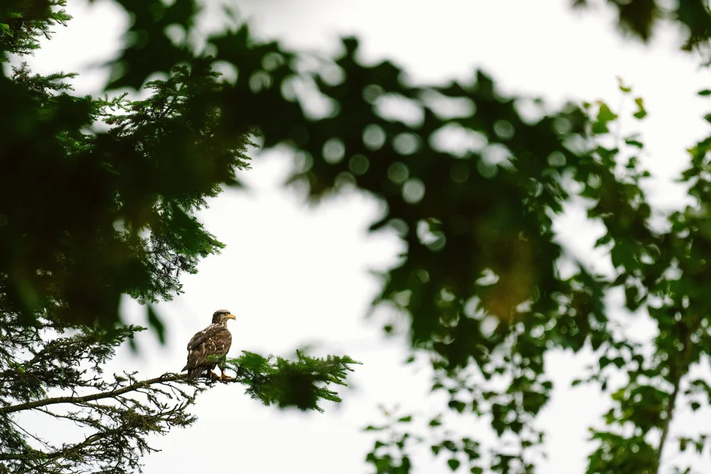 How To Identify The Difference Between a Bald Eagle and a Golden Eagle ...