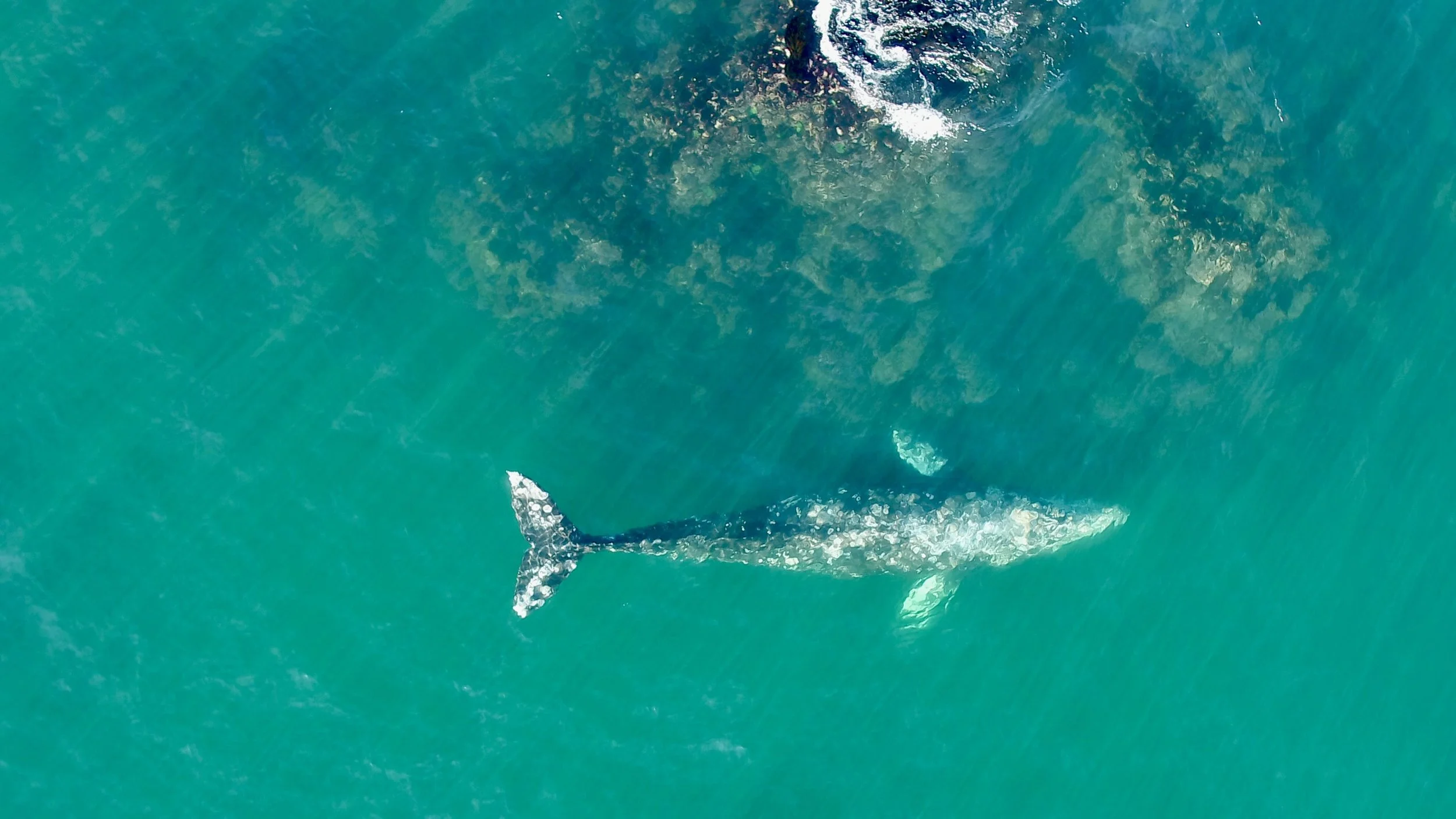 New Research Shows that Gray Whales in the Pacific Coast Feeding Group ...