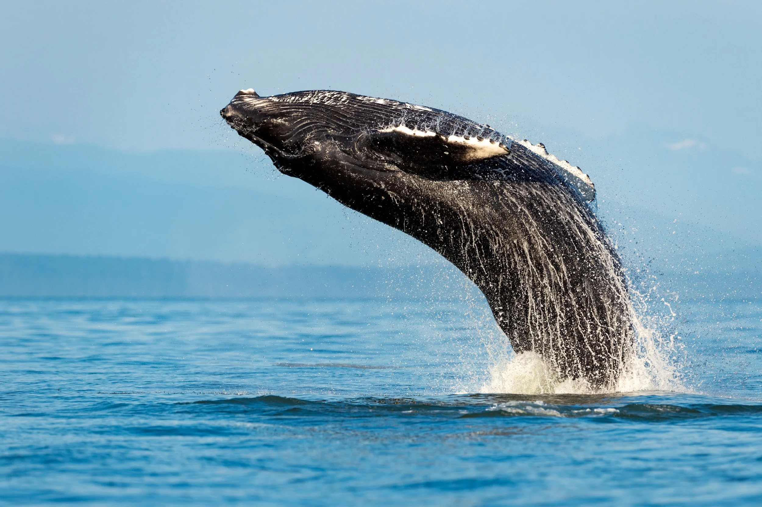 Our Wild Puget Sound