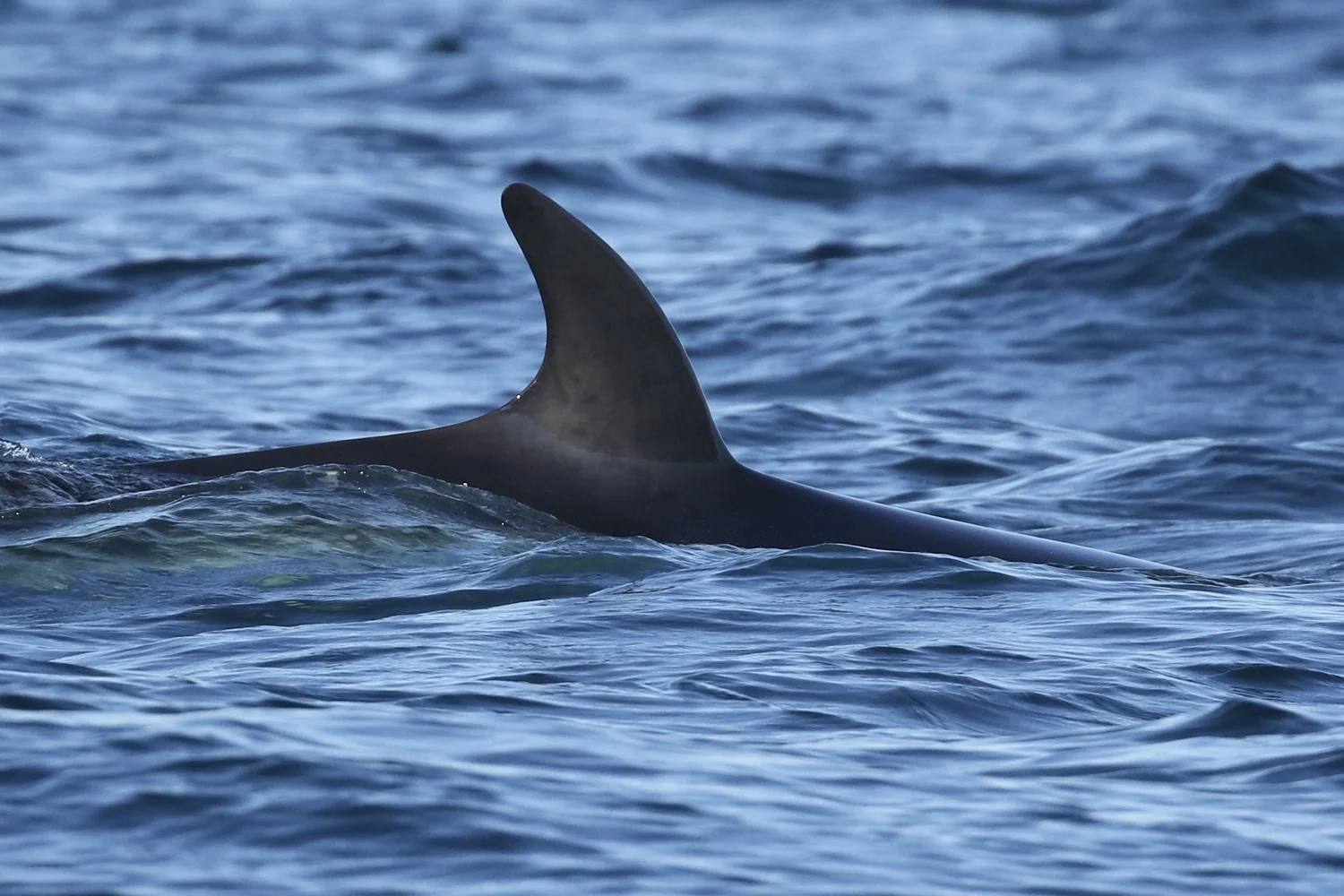 Identifying the Types of Whales in Puget Sound — Our Wild Puget Sound