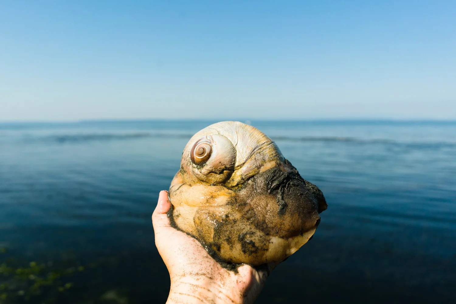Close Encounters of the Snail Kind: The Fascinating Lewis’ Moon Snail ...