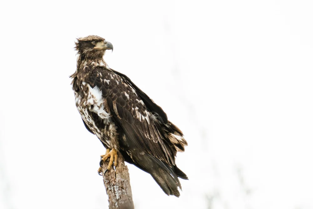How To Identify The Difference Between a Bald Eagle and a Golden Eagle ...