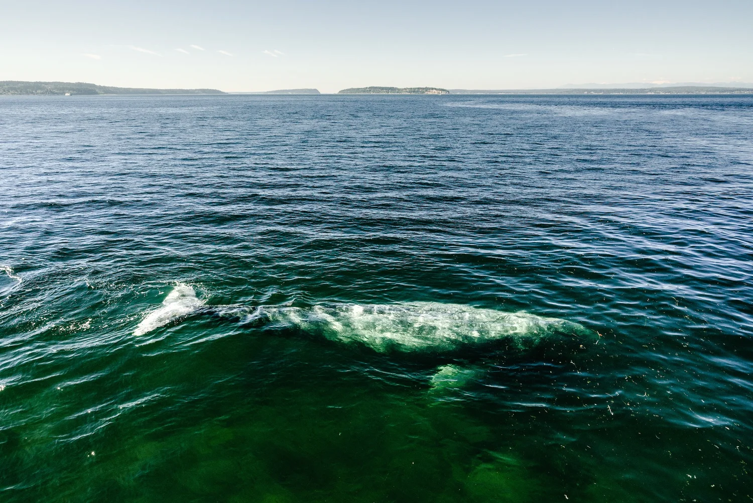 Identifying the Types of Whales in Puget Sound — Our Wild Puget Sound