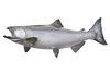 Salmon Identification Guide — Our Wild Puget Sound