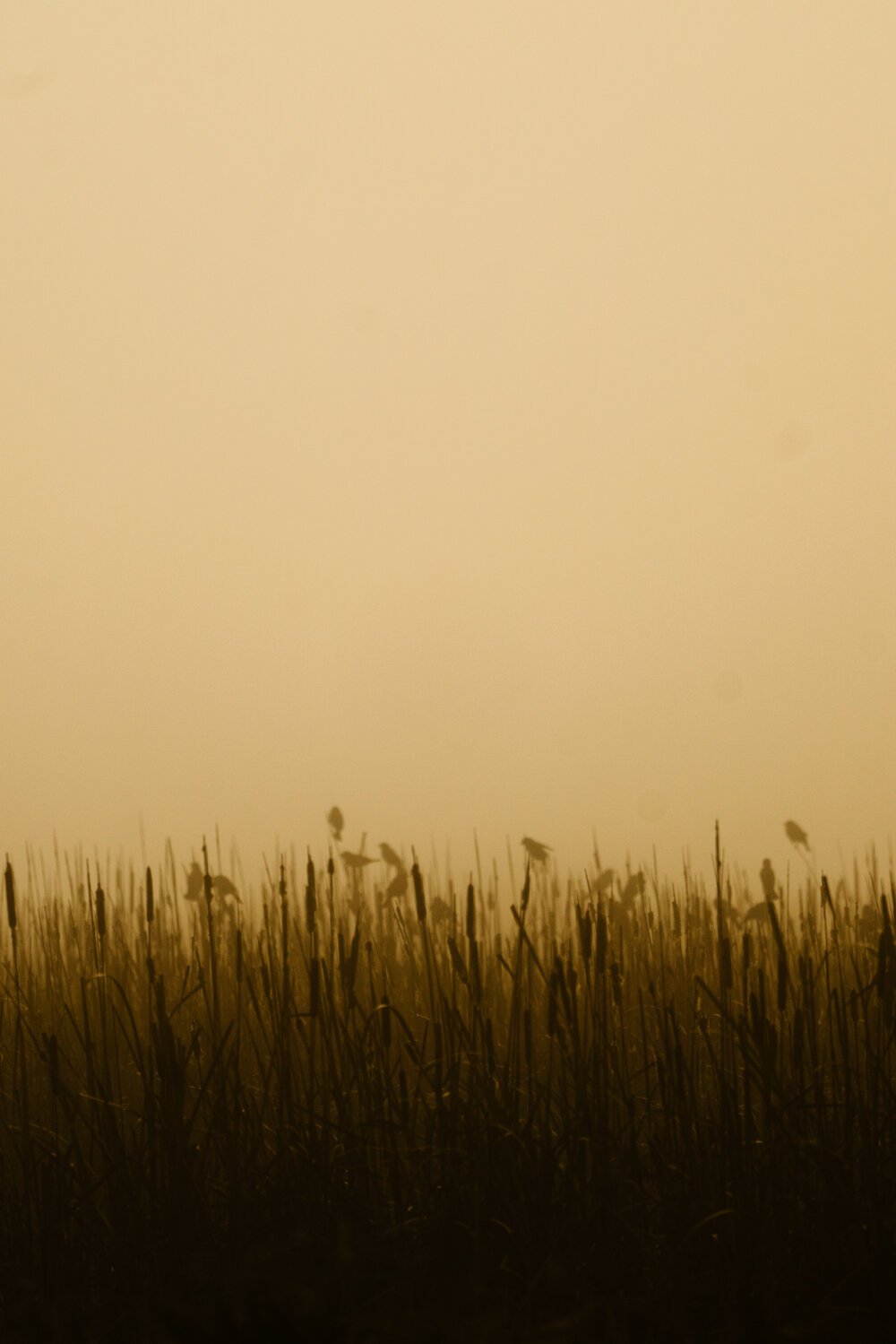A Perfect Day on the Samish Flats — Our Wild Puget Sound