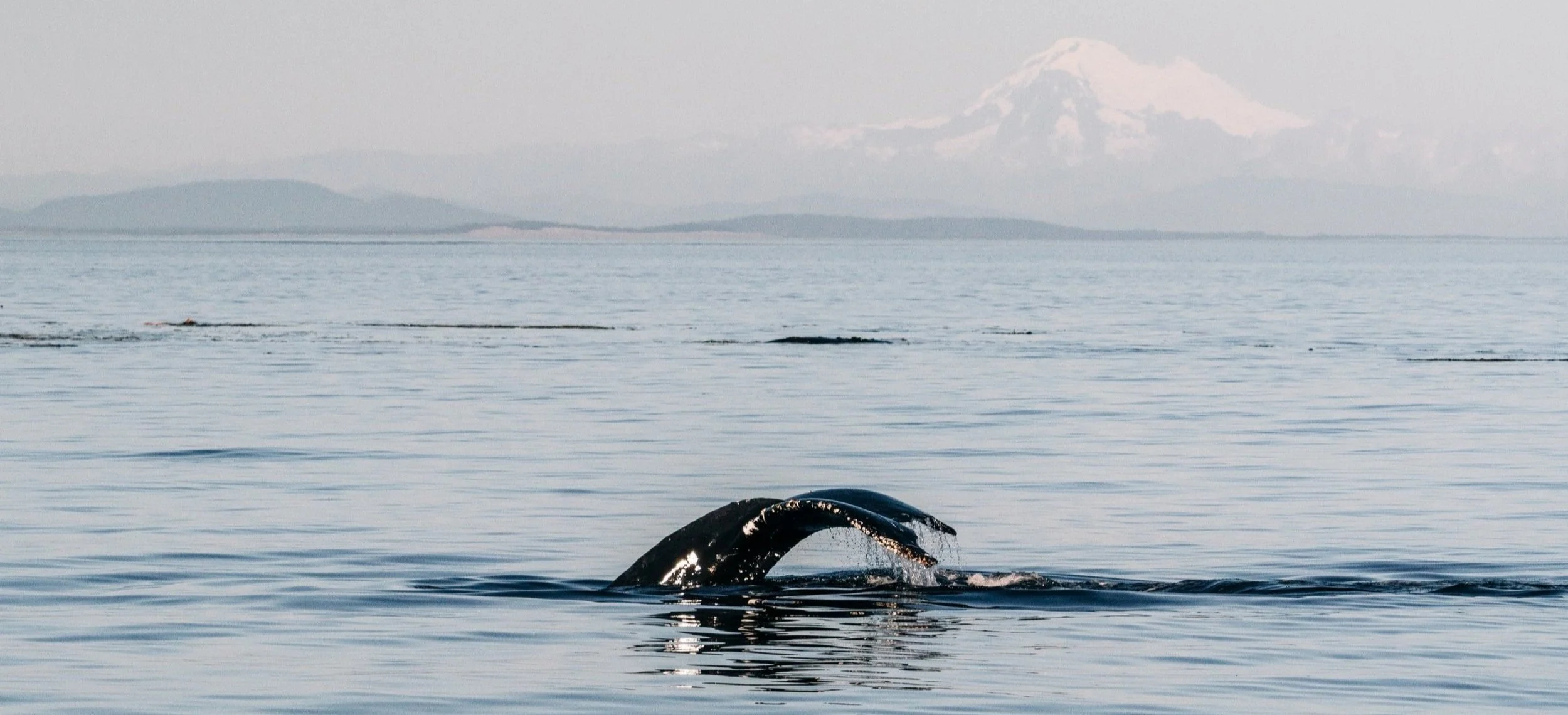 Identifying the Types of Whales in Puget Sound — Our Wild Puget Sound