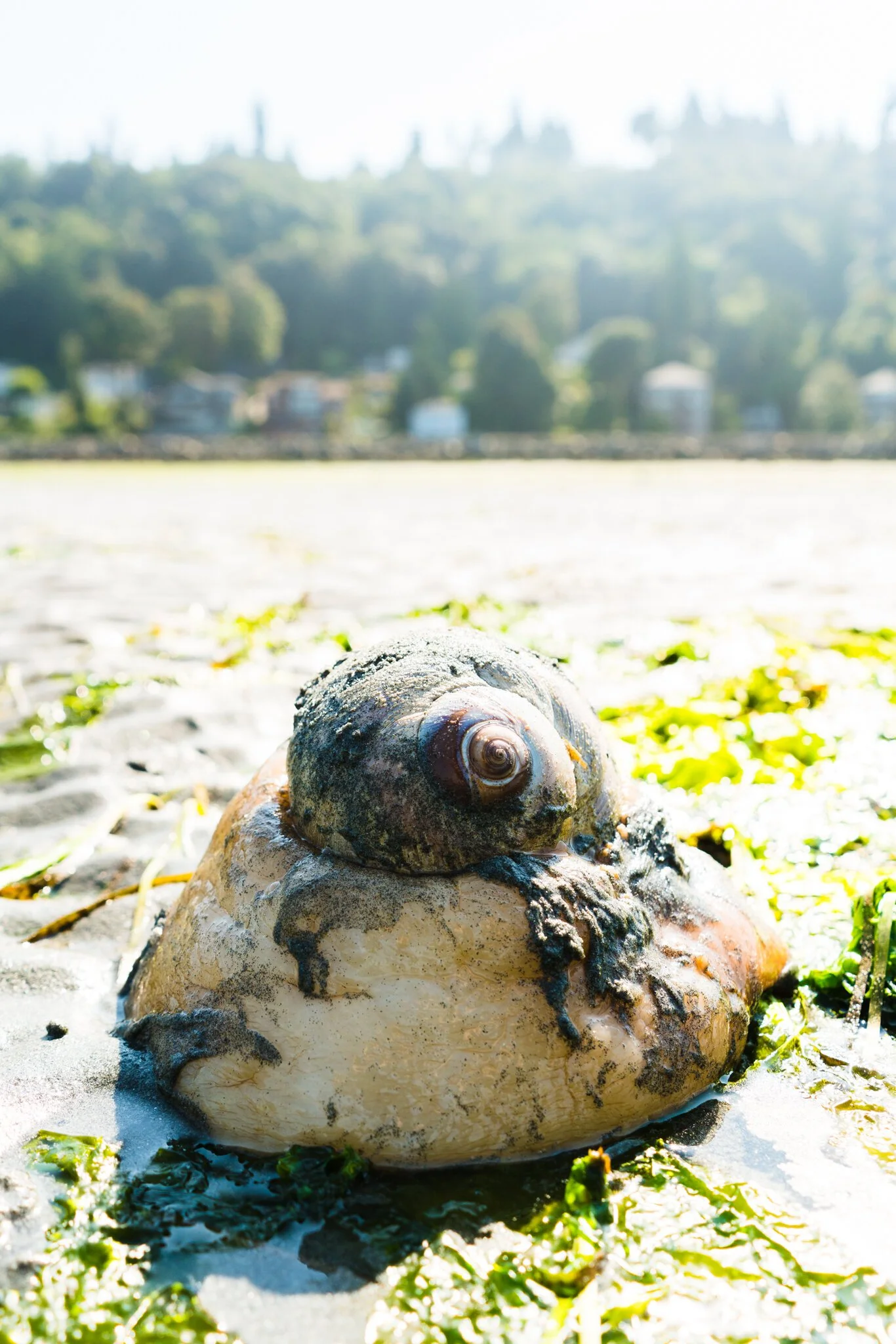 Close Encounters of the Snail Kind: The Fascinating Lewis’ Moon Snail ...