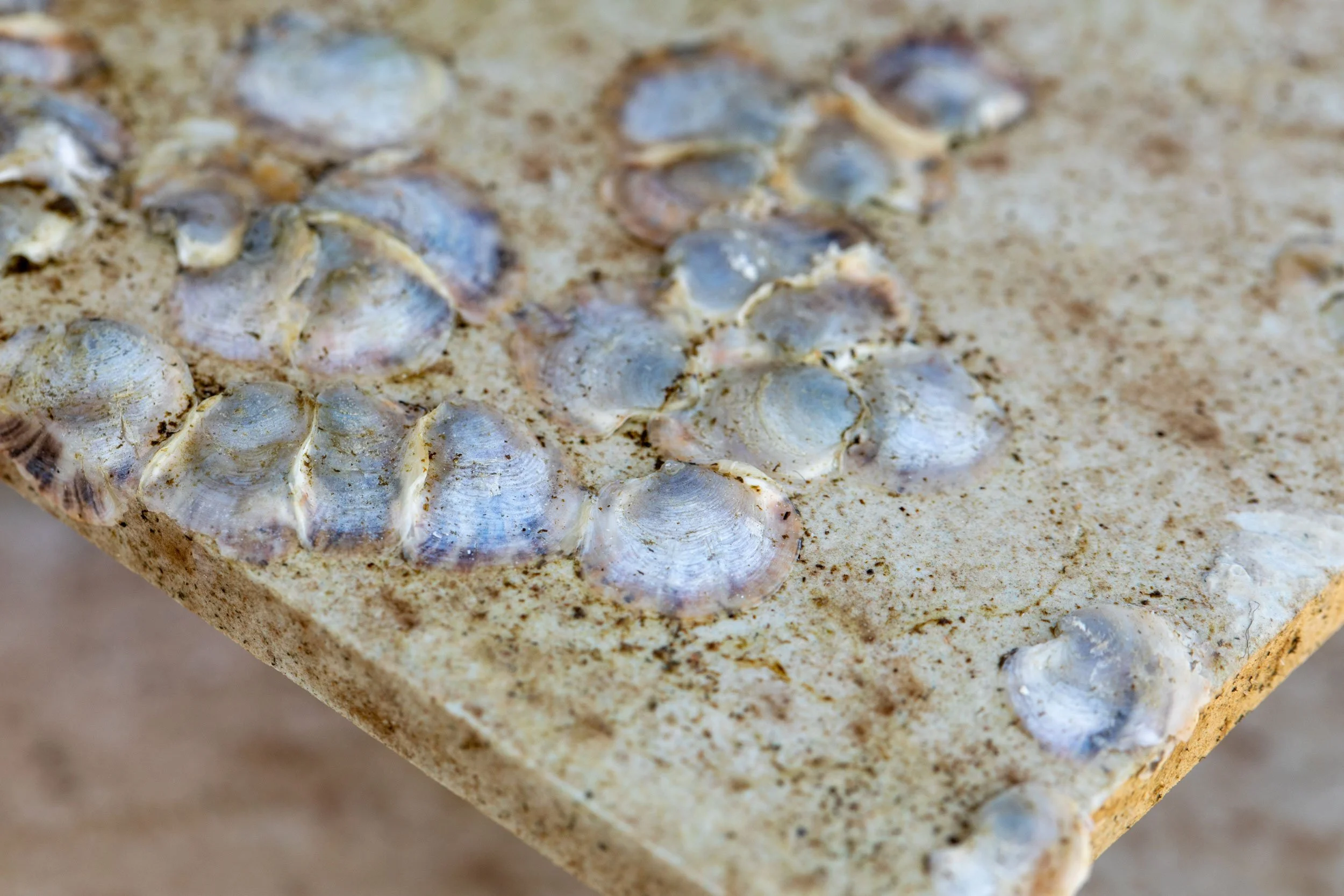 Celebrating, and Saving, the West Coast’s Only Native Oyster — the ...