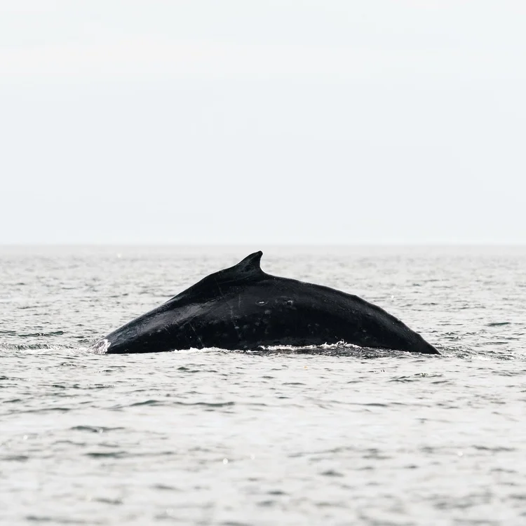 Identifying the Types of Whales in Puget Sound — Our Wild Puget Sound