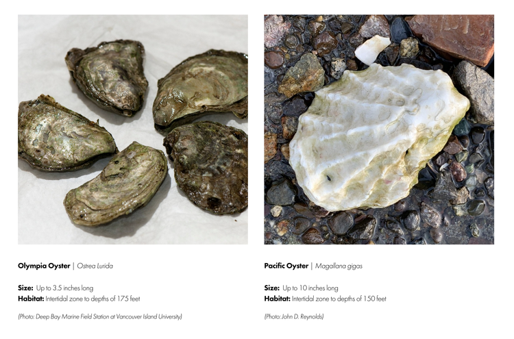 Celebrating, and Saving, the West Coast’s Only Native Oyster — the ...