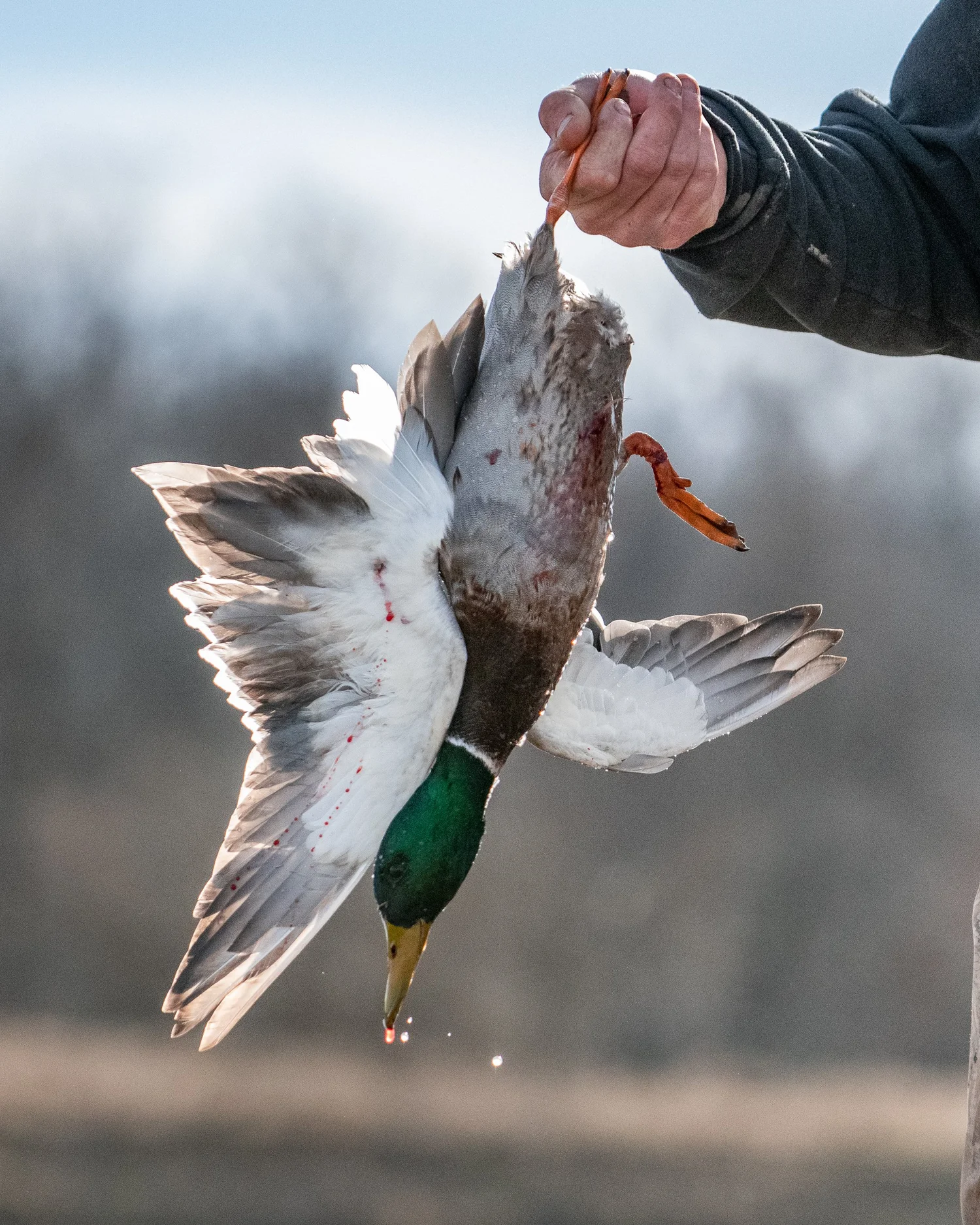 True Kansas Outdoors | Kansas Guided Duck Hunts