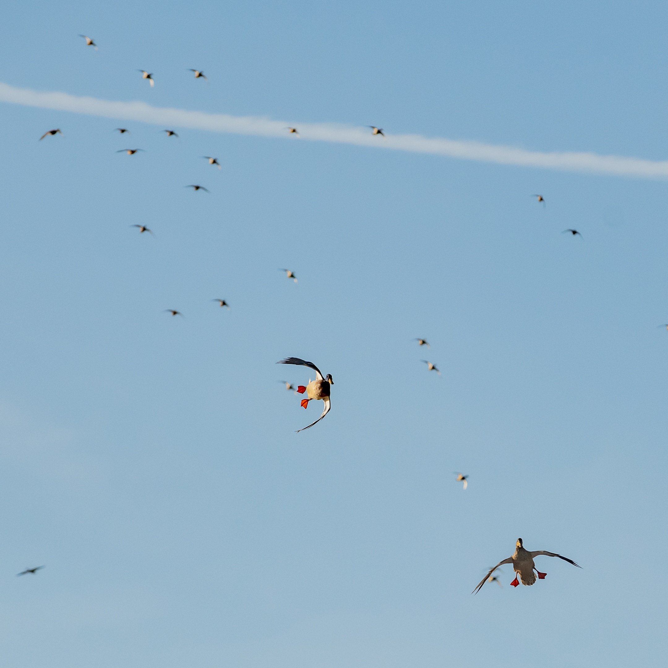 True Kansas Outdoors | Kansas Guided Duck Hunts