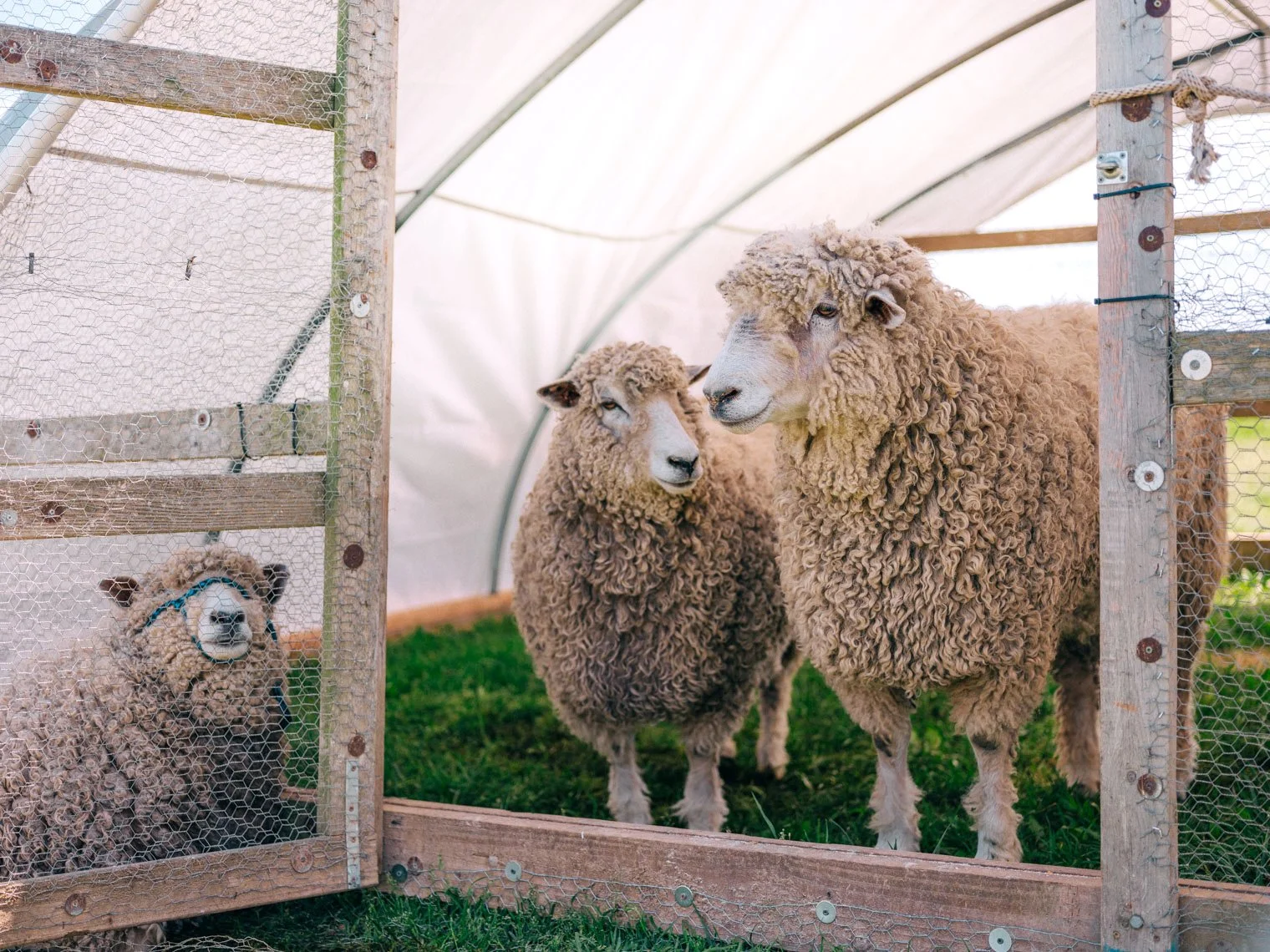 BROWDER'S BIRDS - LIVESTOCK FARM - EAST END OF LONG ISLAND
