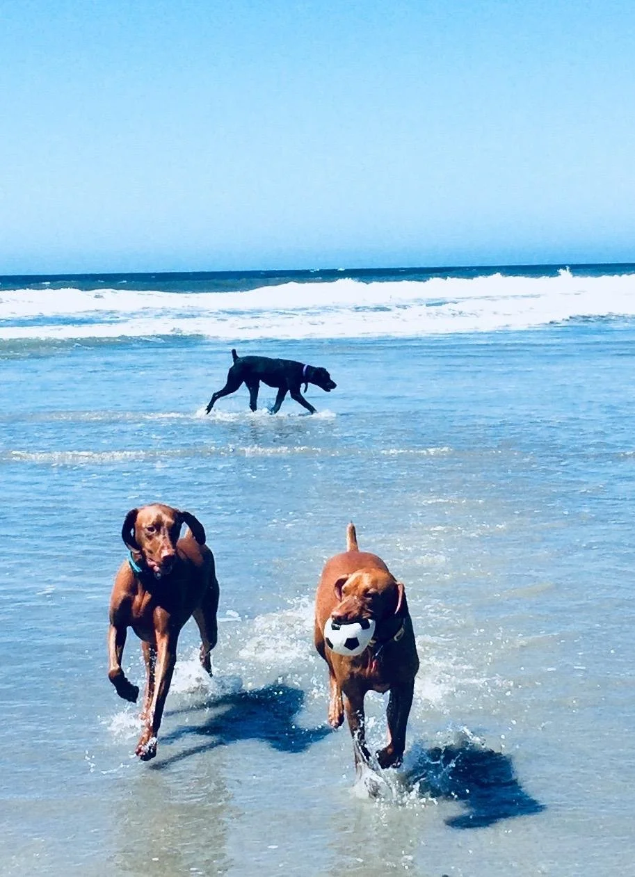 Ranch & Sea Dog SERVICES — Ranch & Sea Dog