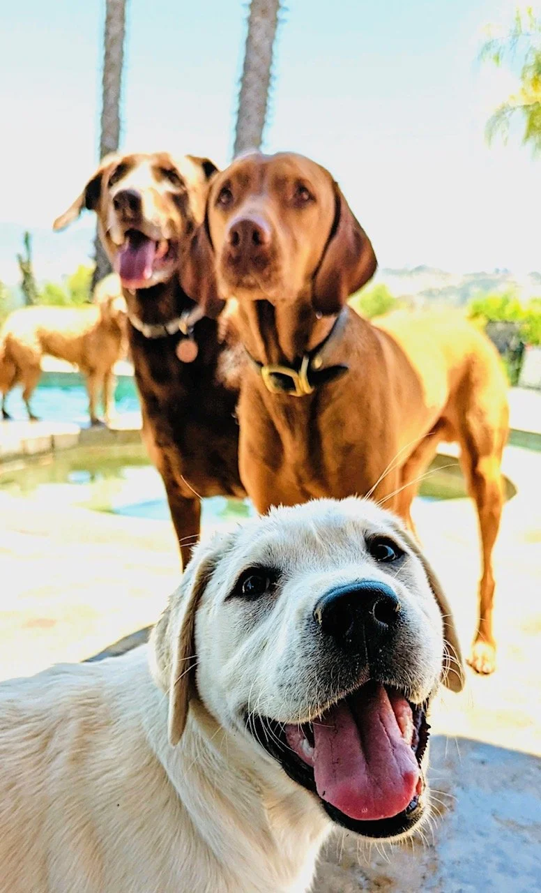 THE RANCH — Ranch & Sea Dog
